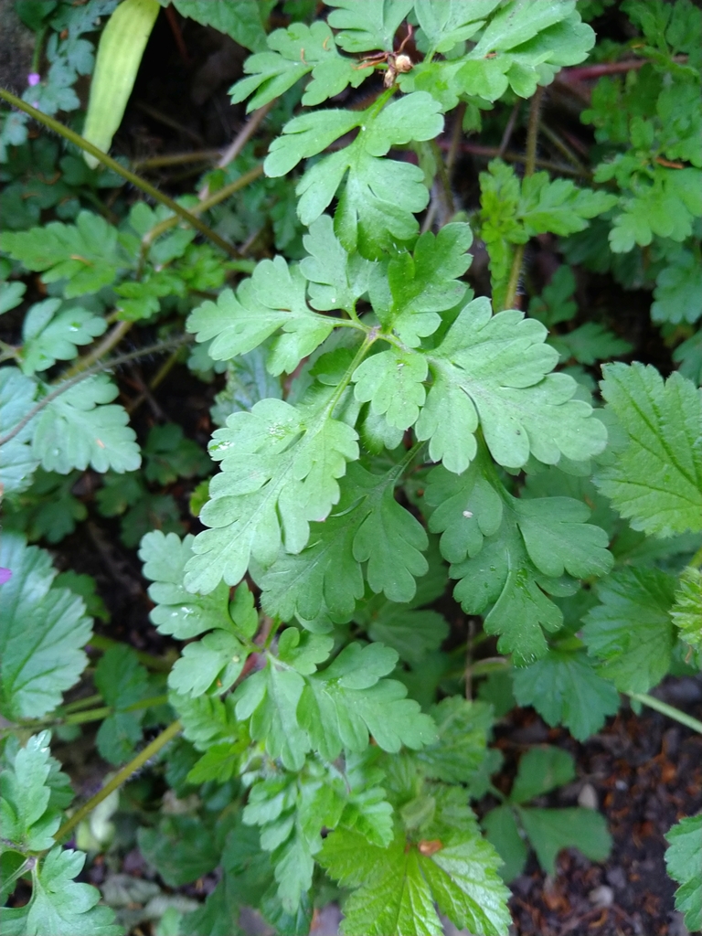 Herb Robert from Bristol BS5, UK on May 1, 2021 at 02:21 PM by Fran ...