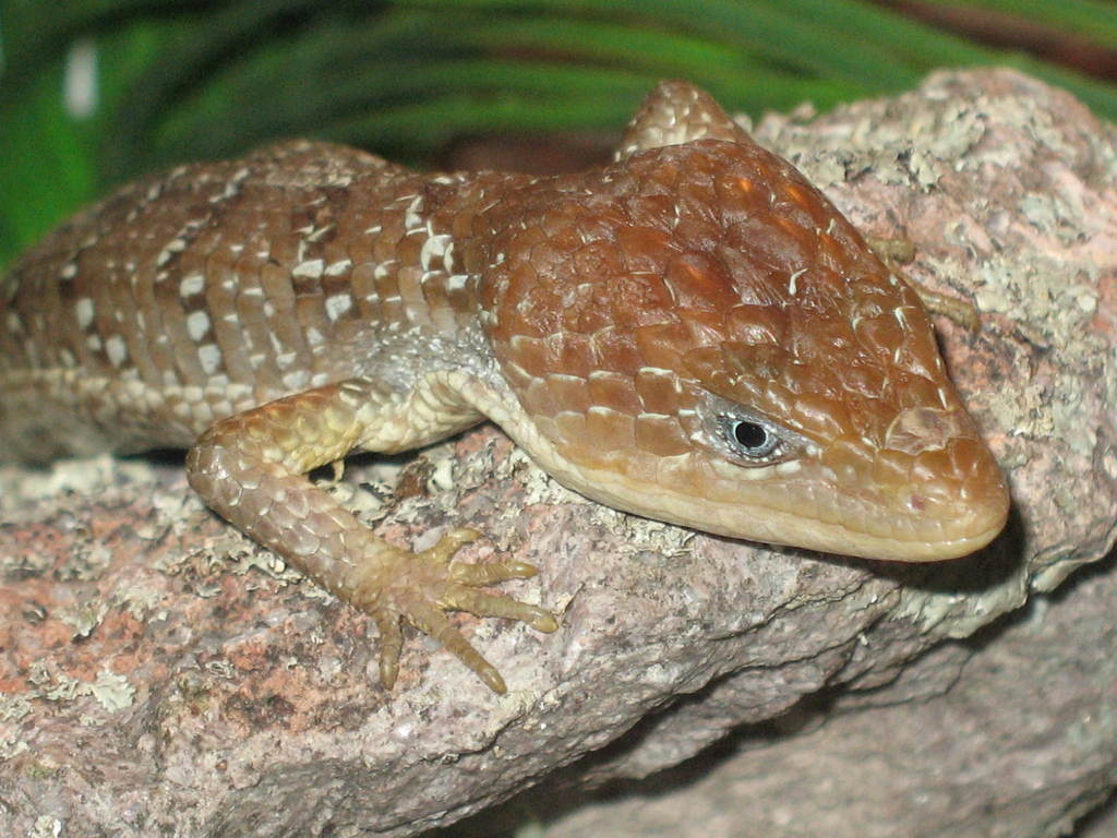 Texas Alligator Lizard from San Luis de la Paz, Gto., México on ...