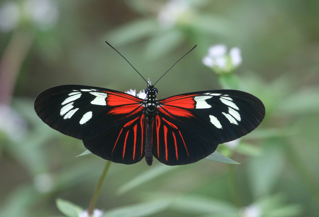Red Postman from Suriname on July 23, 2017 at 09:43 PM by Thomas A ...