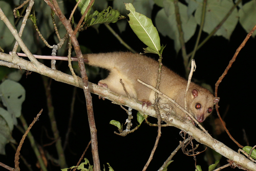 Northern Common Cuscus (Phalanger orientalis) · iNaturalist