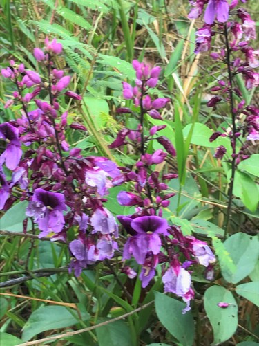 (Dioclea guianensis)