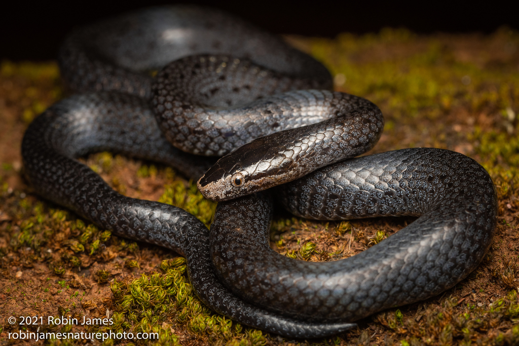 Ornate Wolf Snake from Karen, Nairobi, Kenya on April 20, 2021 at 09:57 ...