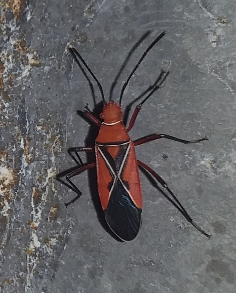 St. Andrew's Cotton Stainer from Villa Fundación (D. M.)., República ...