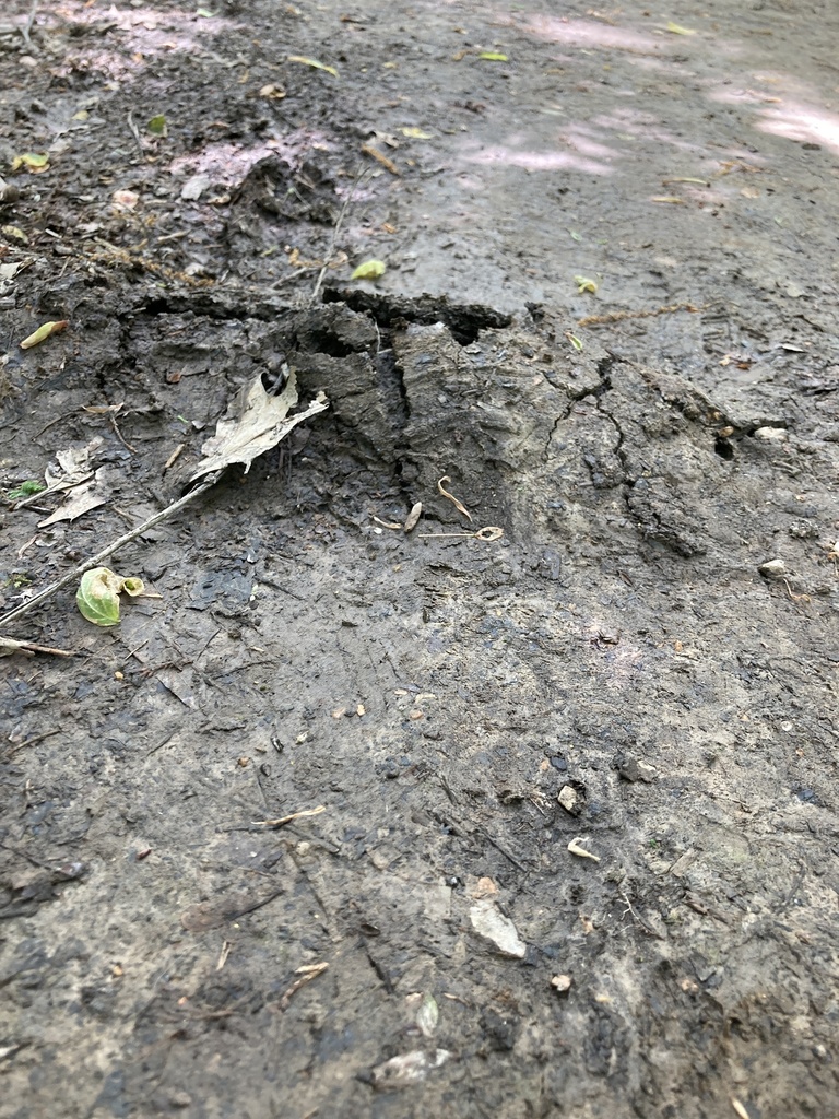 Eastern Mole from Ohlendorf West Park, Ballwin, MO, US on May 1, 2021 ...