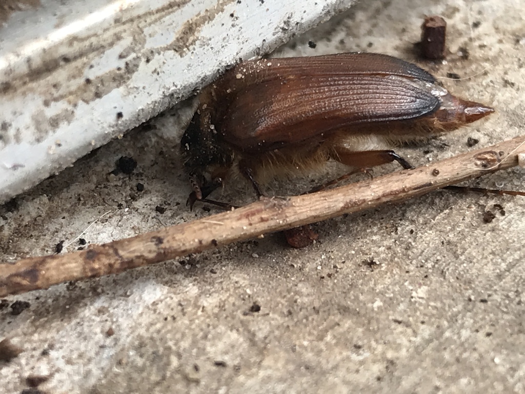 Leconte's Rain Click Beetle in December 2017 by Sam Hunt. Rare sighting ...