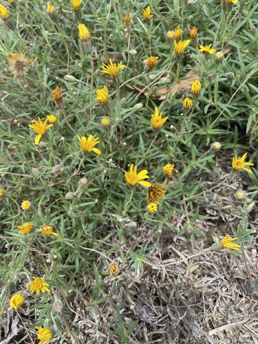 Limoncillo (Pectis linearis)