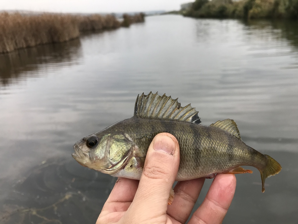 European Perch from DN1, Cluj, RO on October 25, 2020 at 11:21 AM by ...
