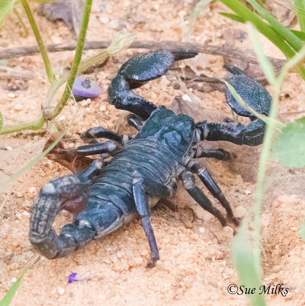 Common Emperor Scorpion from Twifo, Ghana on February 28, 2019 by ...