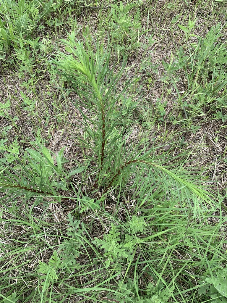 blazing-stars from FM-1382 S, Cedar Hill, TX, US on May 01, 2021 at 02: ...