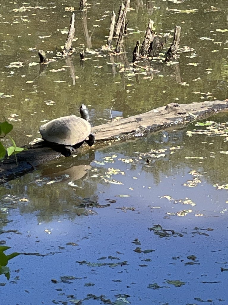 Northern Red-bellied Cooter from Maryland, US on May 1, 2021 at 03:16 ...