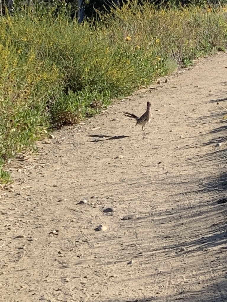 Greater Roadrunner from Peters Canyon Regional Park, Orange, CA, US on ...