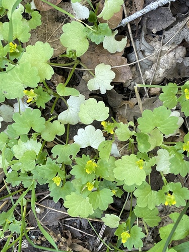 Photo 124777393, (c) Hilary Staples, all rights reserved, uploaded by ...