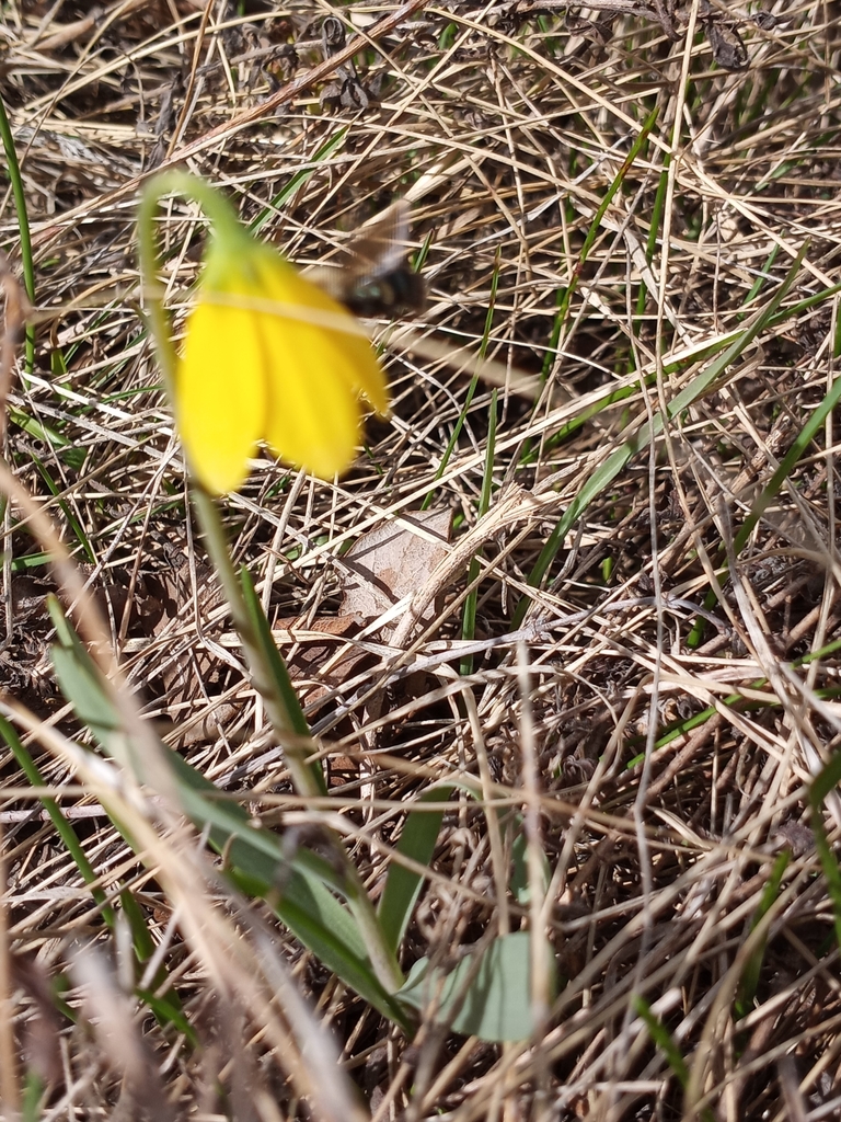 yellow fritillary from North Lethbridge, Lethbridge, AB, Canada on May ...