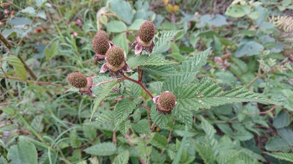 Rubus croceacanthus from 605台灣嘉義縣阿里山鄉243 on May 1, 2021 at 05:03 PM by ...