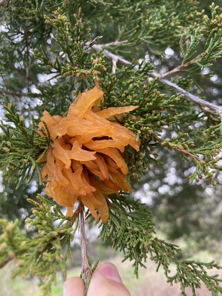 juniper-apple rust from Salt Point Rd, Lansing, NY, US on April 30 ...