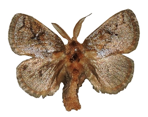 Susica himalayana · iNaturalist Mexico