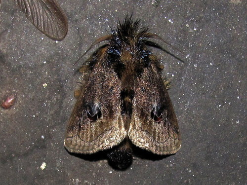 Squamosa ocellata · iNaturalist