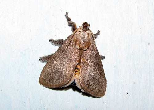 Scopelodes testacea · iNaturalist