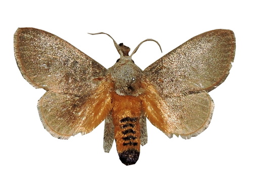 Scopelodes vulpina · iNaturalist