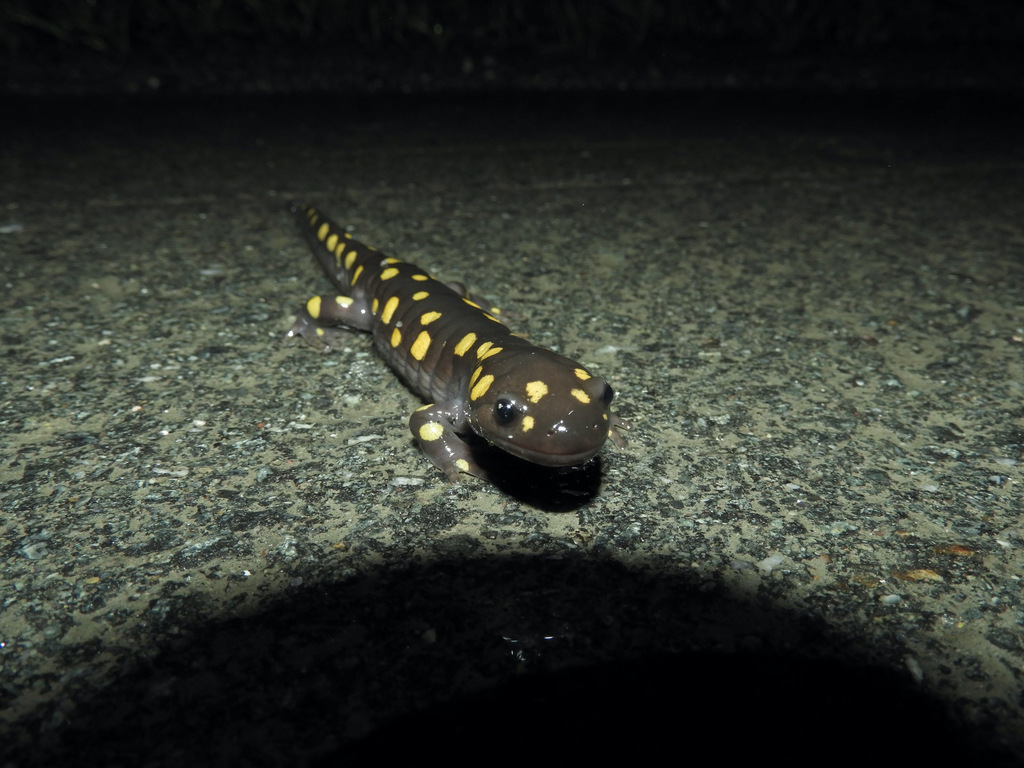 Spotted Salamander in April 2021 by John McKay · iNaturalist