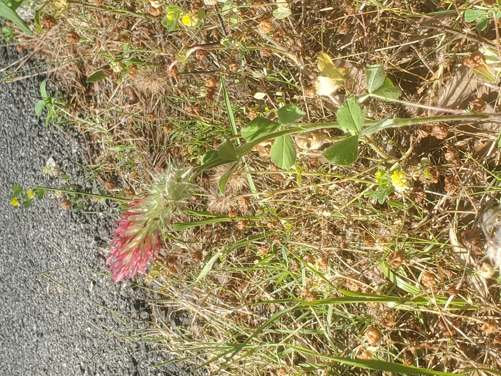 crimson clover from Metcalf, GA 31792, USA on May 01, 2021 at 03:24 PM ...