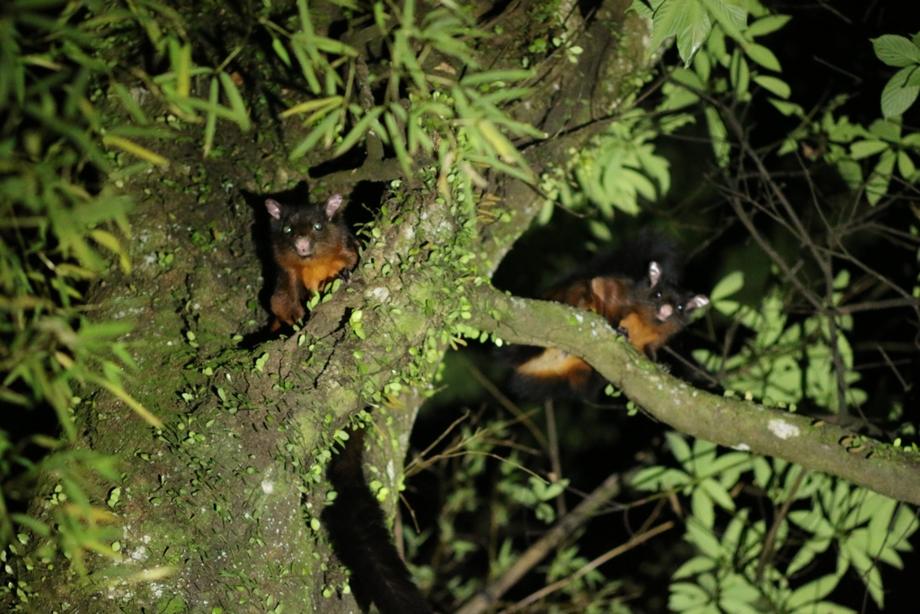 Jungle Life Flying Squirrel Flying Squirrels Of Calgary Birds