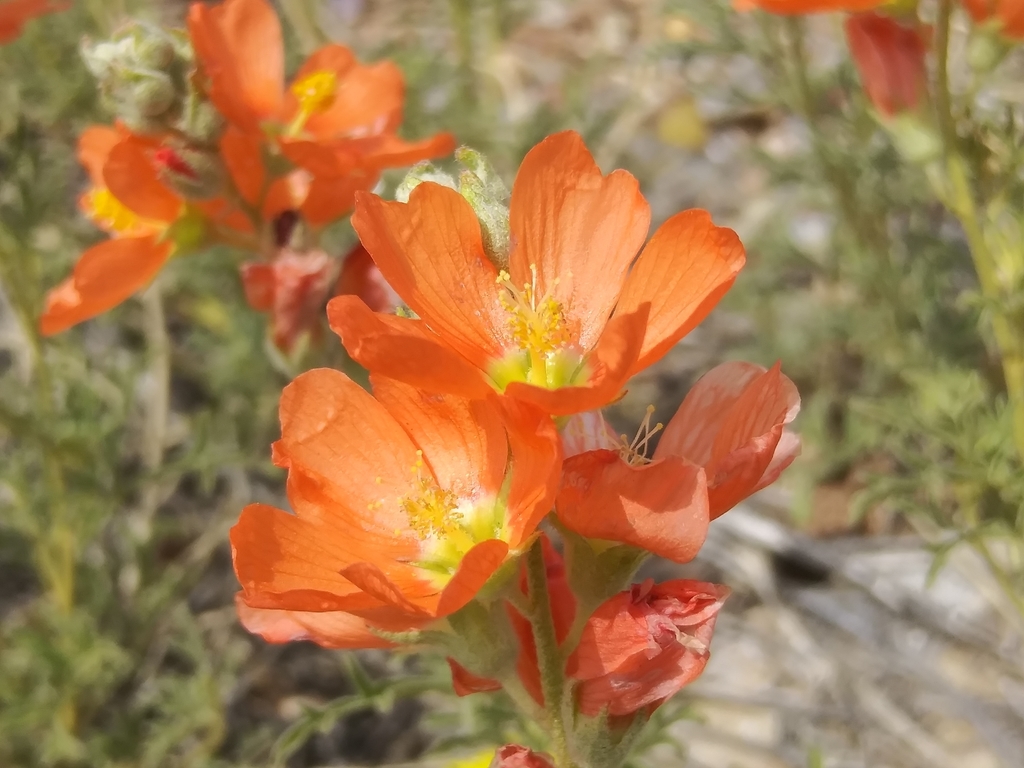 Scarlet Globemallow from Sandoval County, US-NM, US on May 01, 2021 at ...