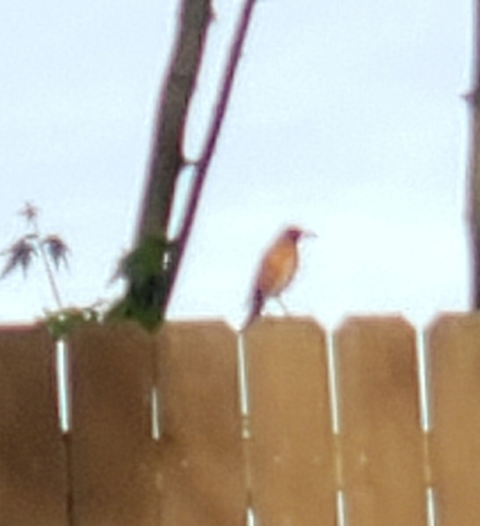 American Robin from St. Louis, MO 63146, USA on May 1, 2021 at 06:58 PM ...