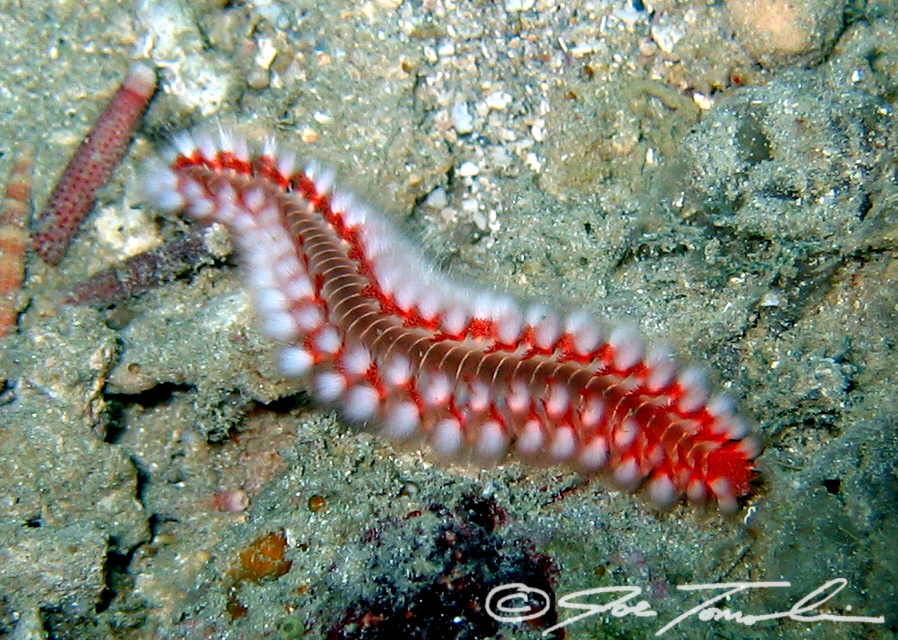 Bearded Fireworm from Miami-Dade County, FL, USA on January 24, 2004 at ...