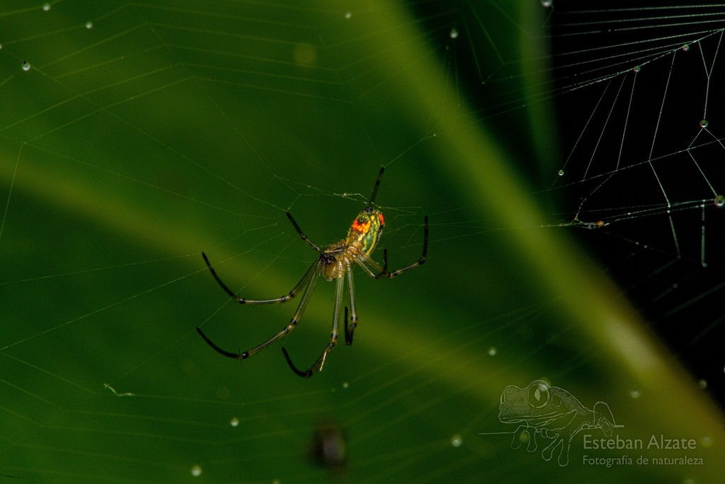 Orchard Spiders and Allies from Envigado, Antioquia, Colombia on April ...