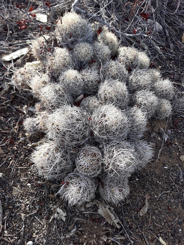 Coryphantha neglecta from Monclova, Coah., México on May 1, 2021 at 06: ...