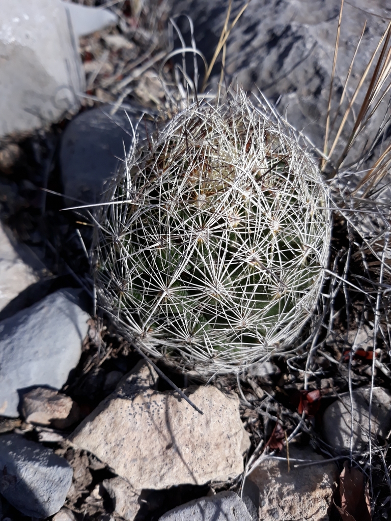 Coryphantha neglecta from Monclova, Coah., México on May 01, 2021 at 05 ...