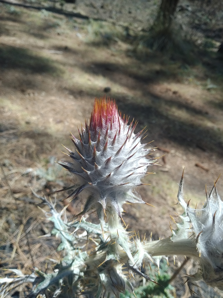 red thistle from Juchitepec, Méx., México on April 20, 2021 at 11:39 AM ...