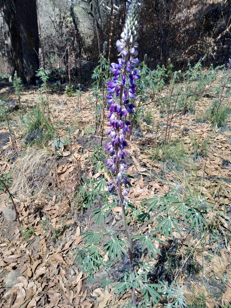 lupines from Juchitepec, Méx., México on April 26, 2021 at 10:57 AM by ...