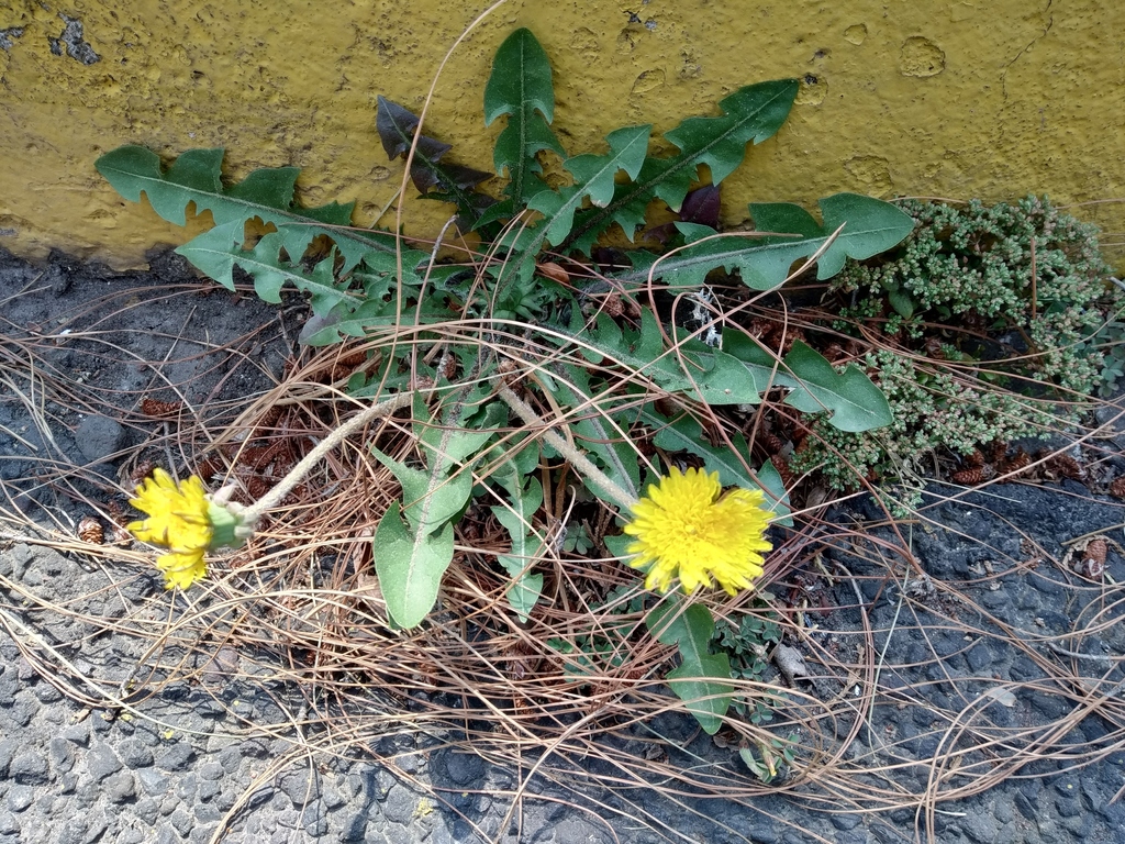 common dandelion from Juchitepec, Méx., México on April 26, 2021 at 11: ...