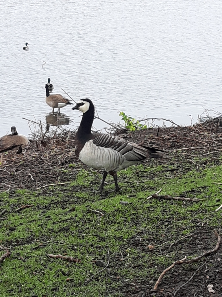 Barnacle Goose from Schererville, IN 46375, USA on April 29, 2021 at 12 ...