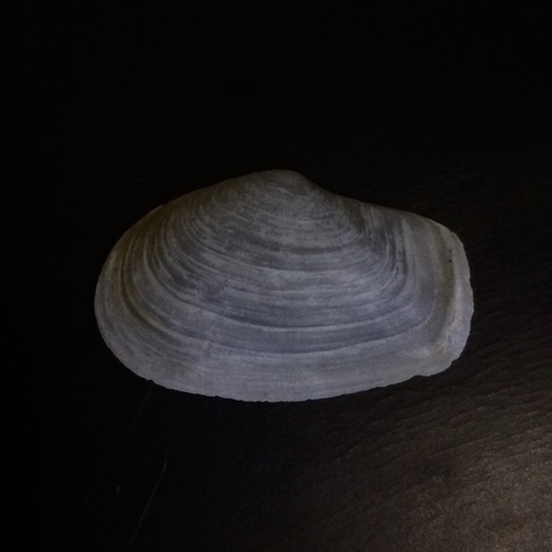 Large Lantern-shell (Thracia pubescens) · iNaturalist