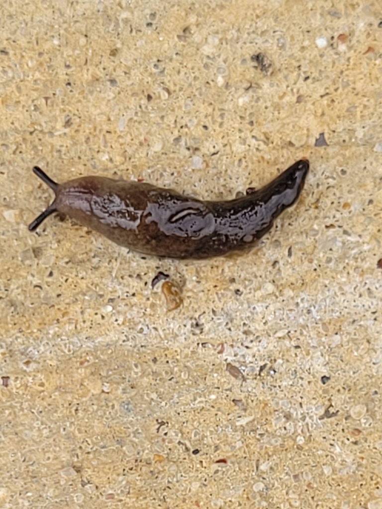 Meadow Slug from Waxahachie, TX, USA on May 1, 2021 at 11:30 AM by ...