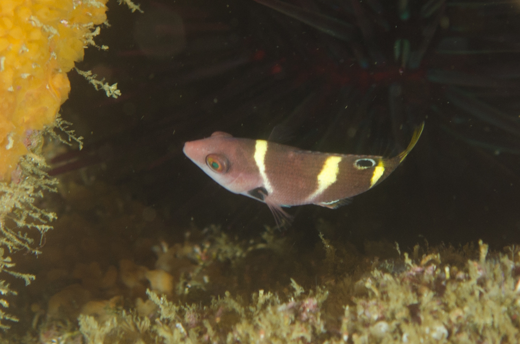 Foxfish (Bodianus frenchii) - Marine Life Identification