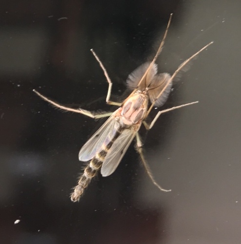 Subgenus Camptochironomus · iNaturalist