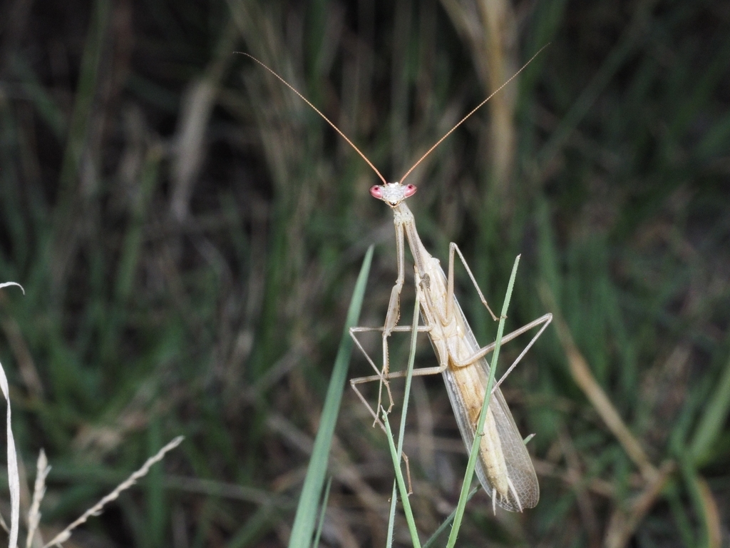 Mantis from Kenilworth, Cape Town, 7745, South Africa on April 30, 2021 ...