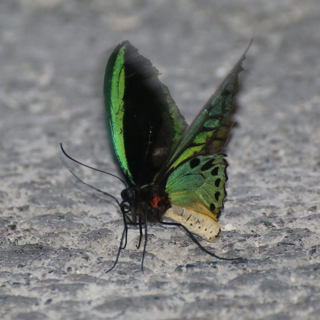 Common Green Birdwing from Waigeo Island on November 2, 2017 by Martin ...