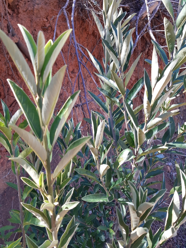 Wild Peach from Spanish Farm, Cape Town, 7130, South Africa on May 02 ...