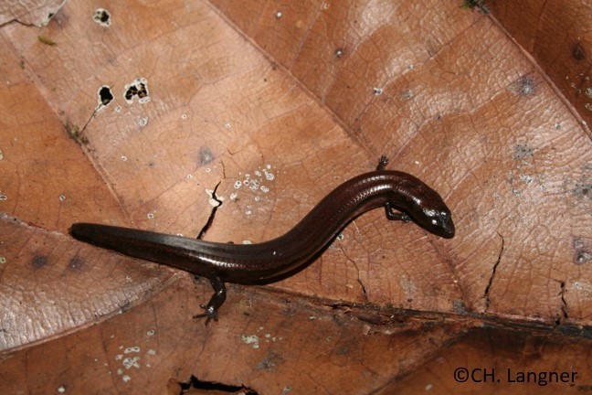 Slevin's Elf Skink in March 2007 by Christian Langner · iNaturalist