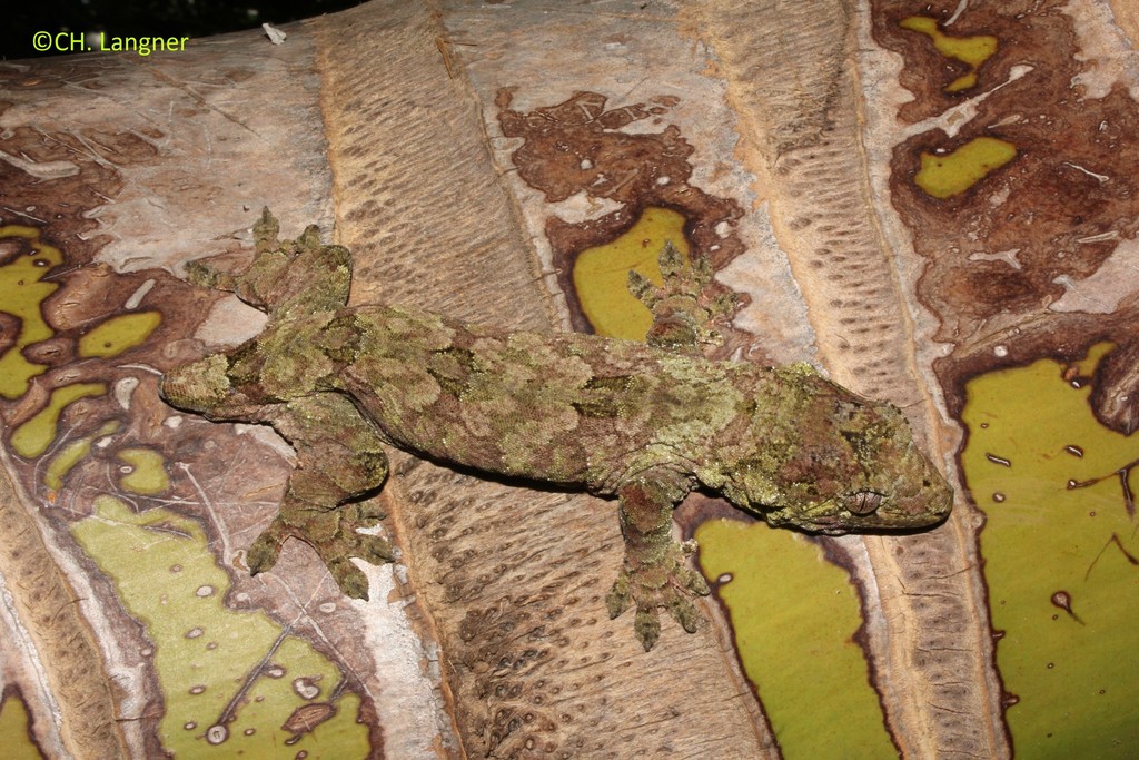 Short-snouted Mossy Gecko in January 2013 by Christian Langner ...