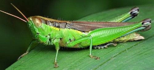 Subespecie Oxya japonica japonica · iNaturalist Chile