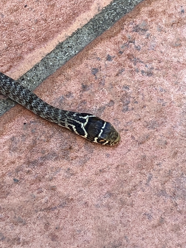 Green Whip Snake from Via Wolfgang Amadeus Mozart, Usmate Velate ...
