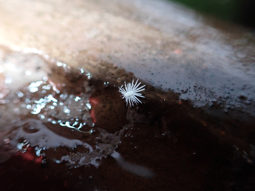 Giant Scale Insects from Tsing Yi, Hong Kong on May 2, 2021 at 05:05 PM ...
