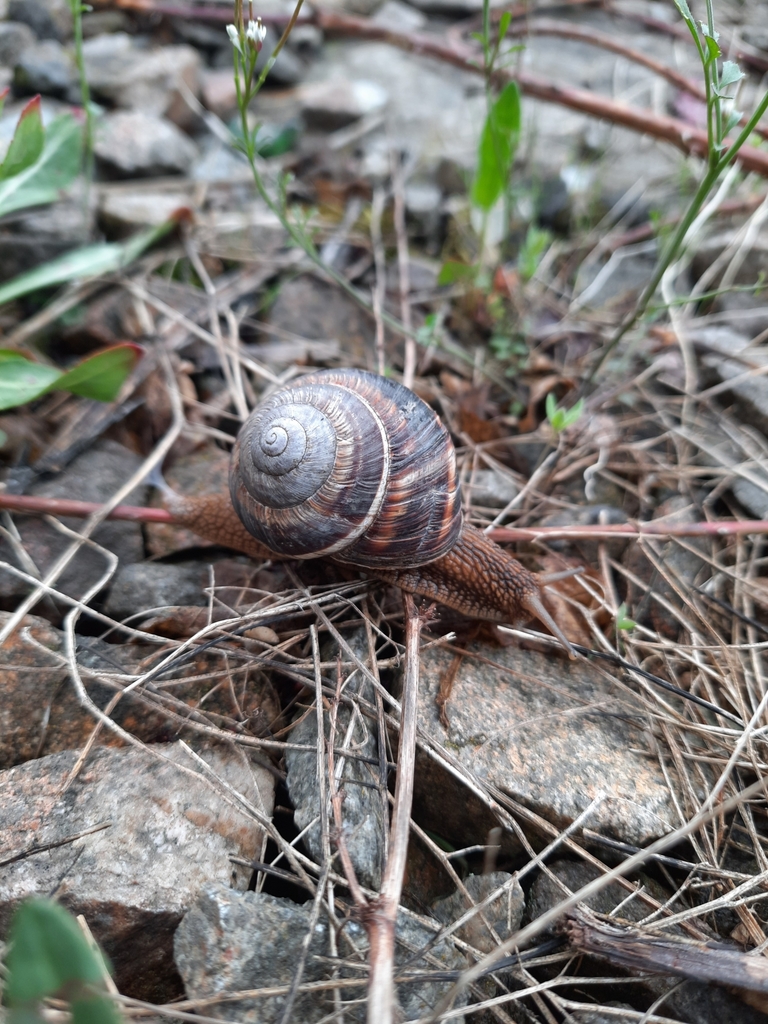 Turkish Snail from 130 00 Praha 3, Česko on May 02, 2021 at 02:22 PM by ...