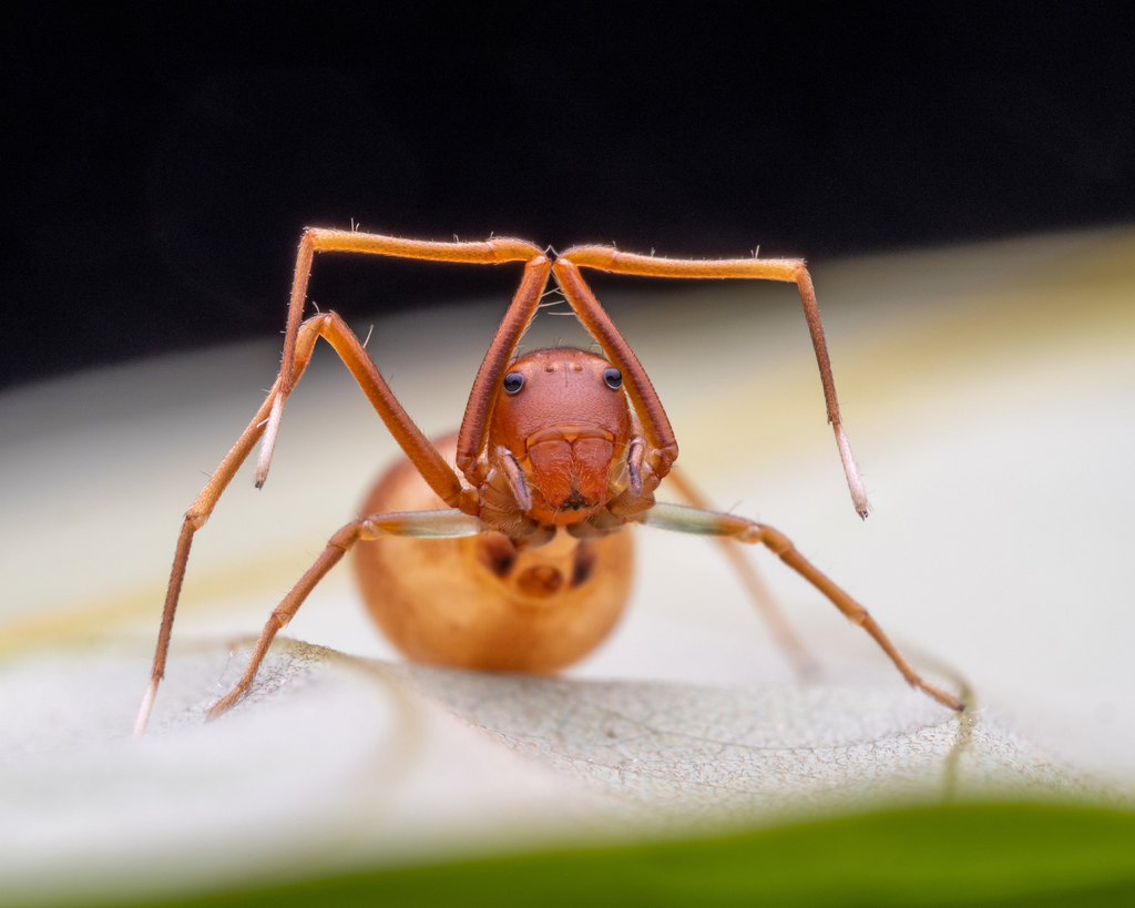Ant-like Crab Spider from Shah Alam, Selangor, Malaysia on May 02, 2021 ...